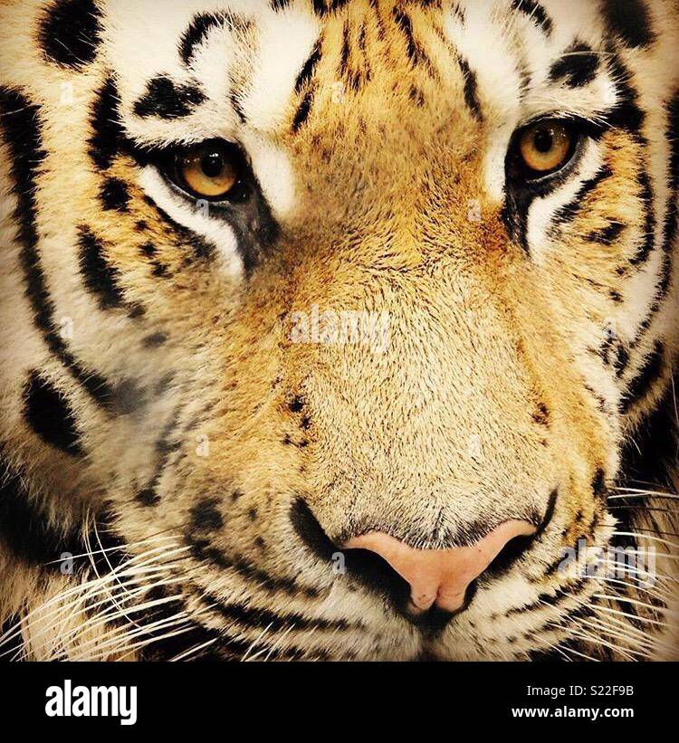 Tiger face close up hi-res stock photography and images - Alamy