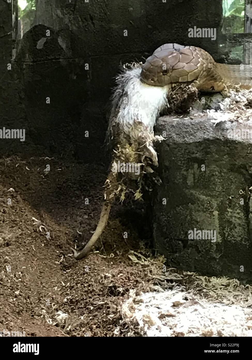 Snake eating rat hi-res stock photography and images - Alamy