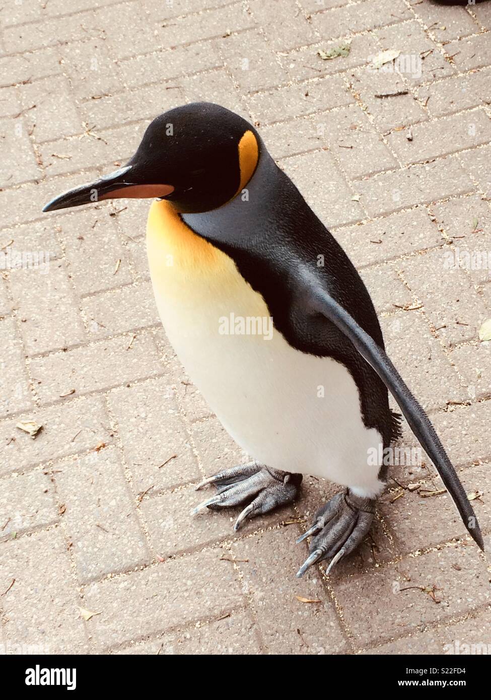 Penguin walking hi-res stock photography and images - Alamy