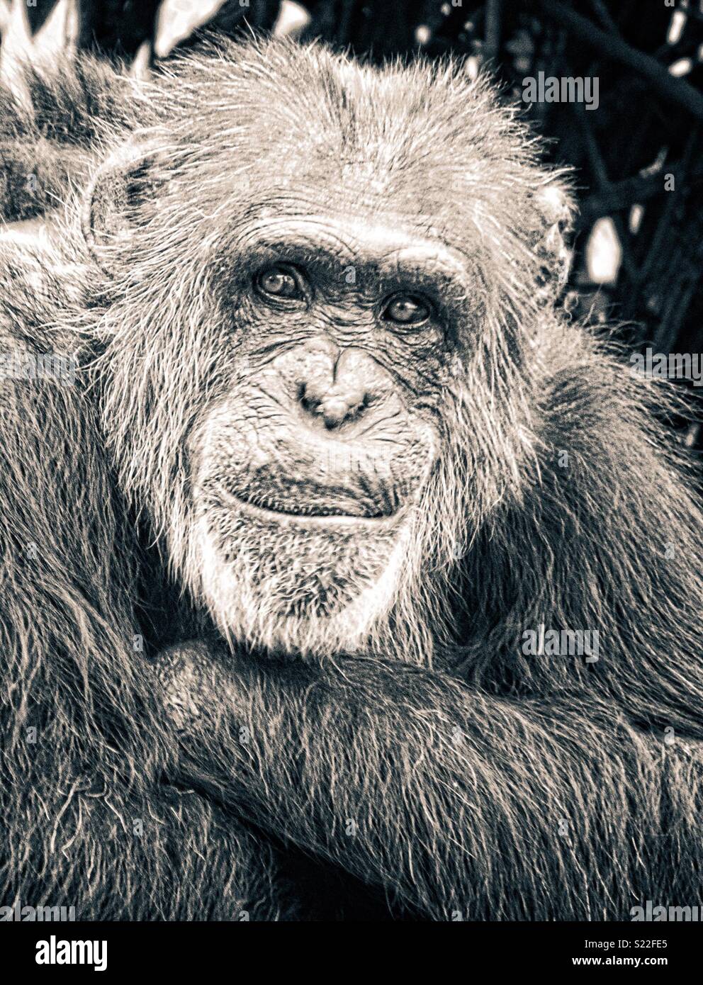 Black and white chimpanzee hi-res stock photography and images - Alamy