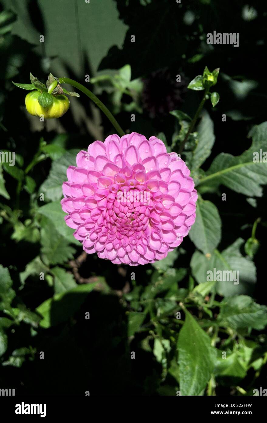 Dahlia - Pink Pom Pom Stock Photo - Alamy