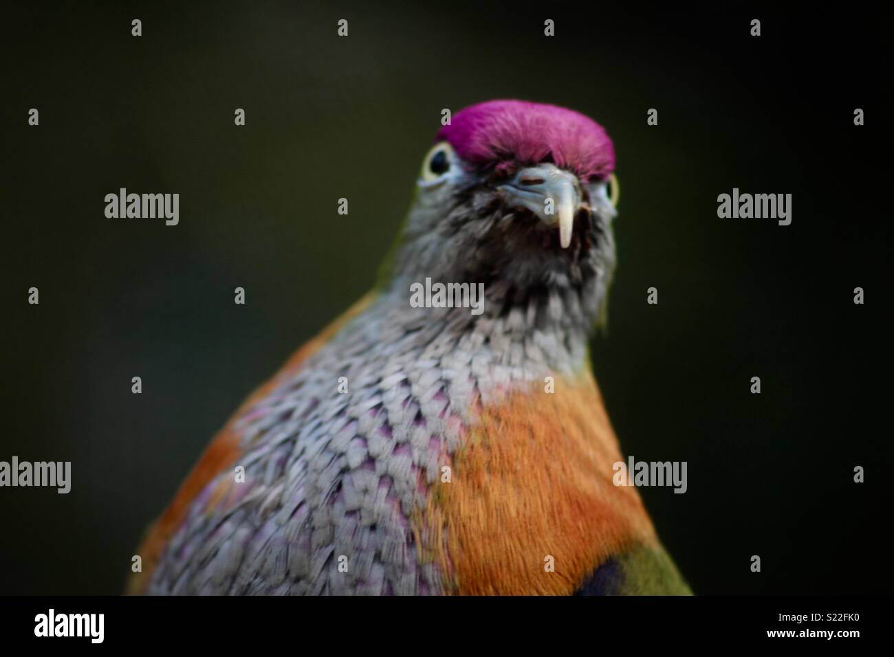 Very colourful bird Stock Photo - Alamy