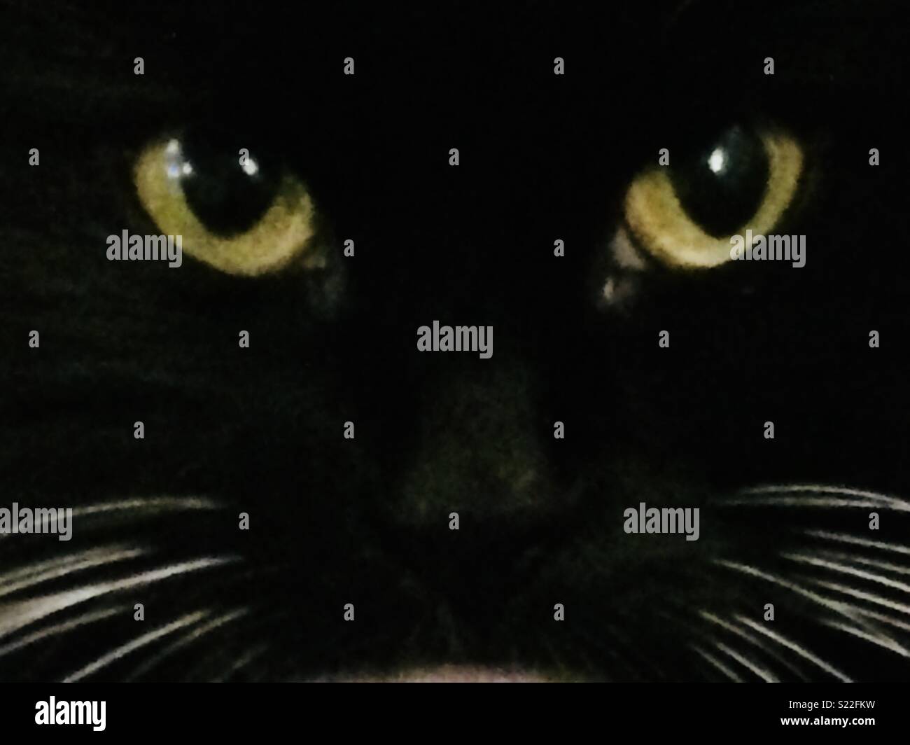 Black cat eyes close up image Stock Photo - Alamy