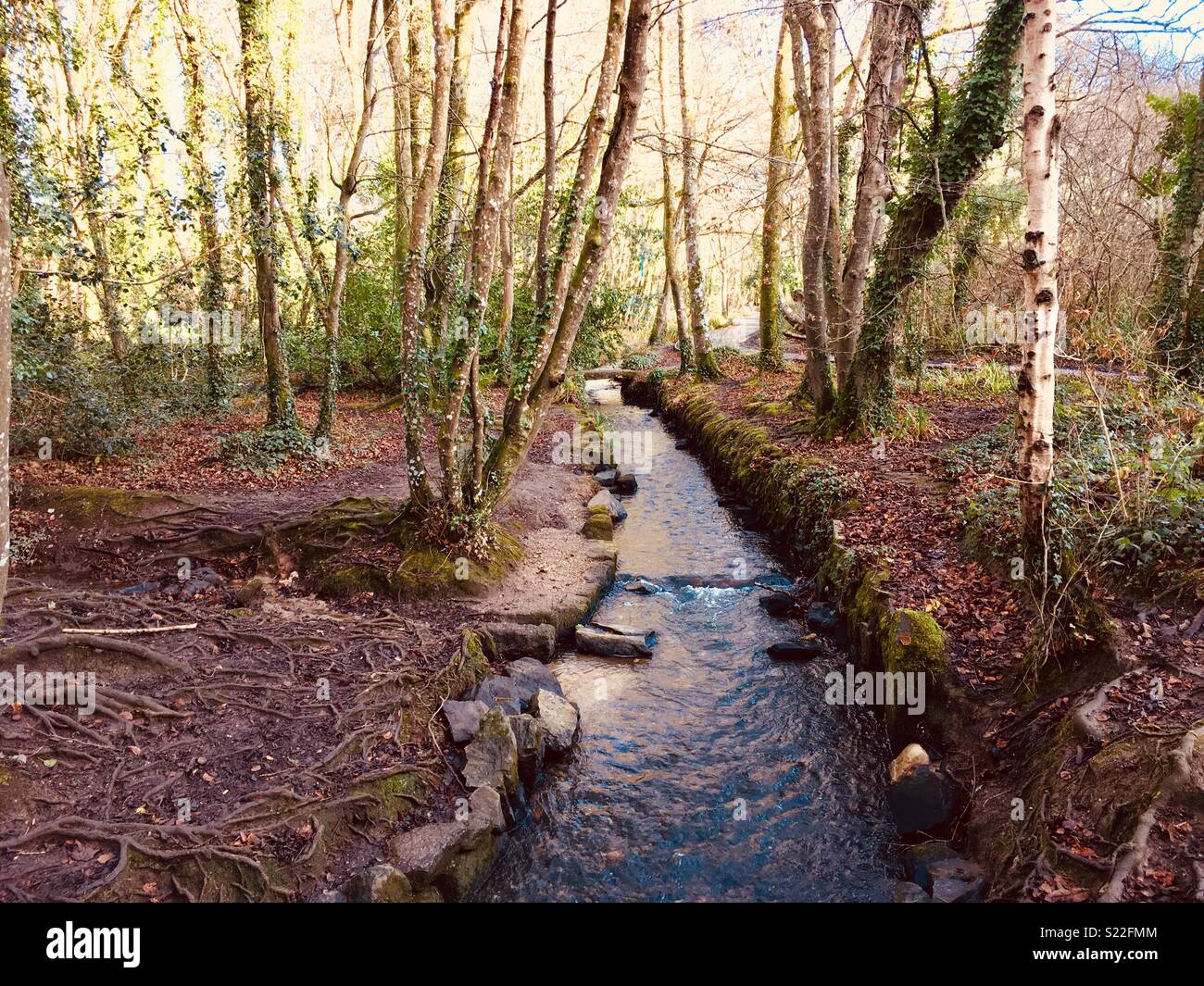 Woodland stream Tehidy Woods Cornwall Stock Photo - Alamy