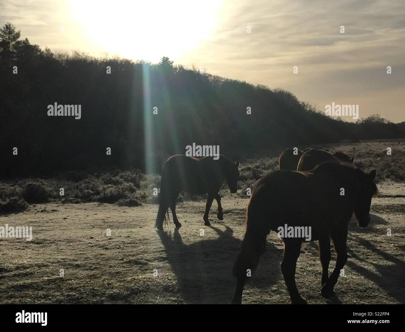 New Forest Ponies Stock Photo - Alamy