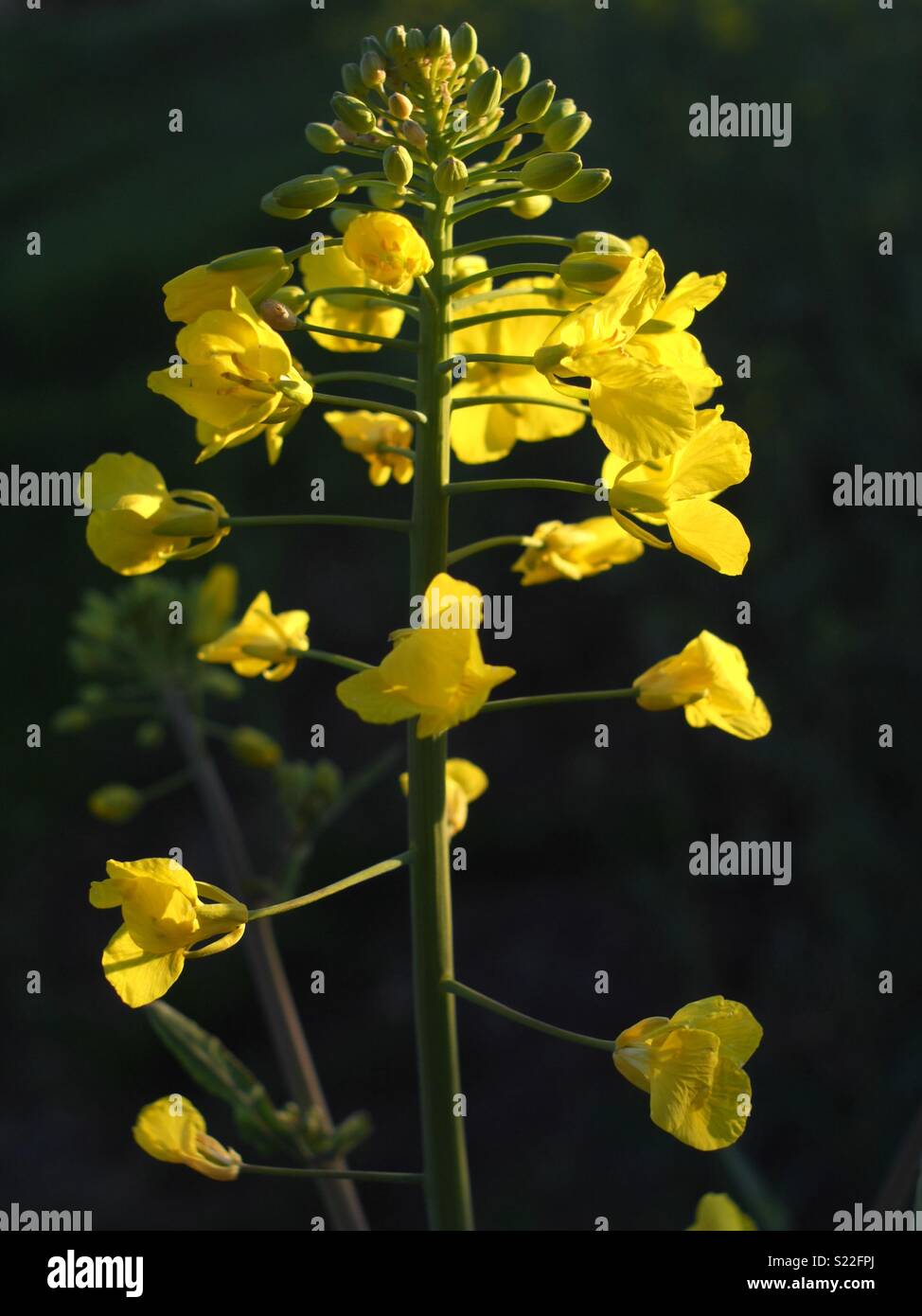Rape seed plant Stock Photo - Alamy