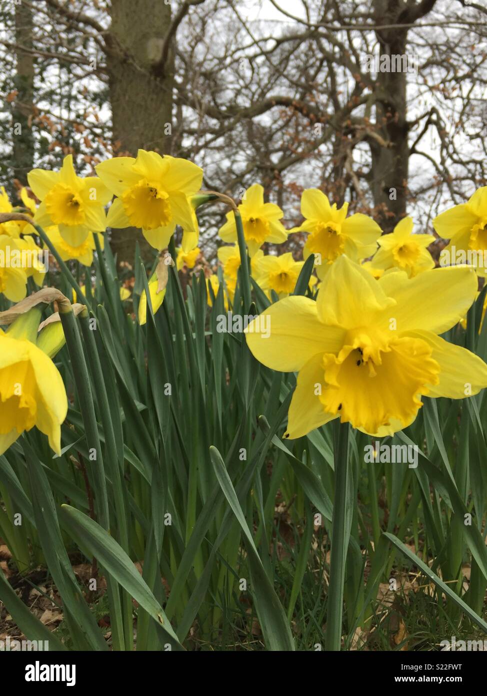Spring has sprung Stock Photo - Alamy