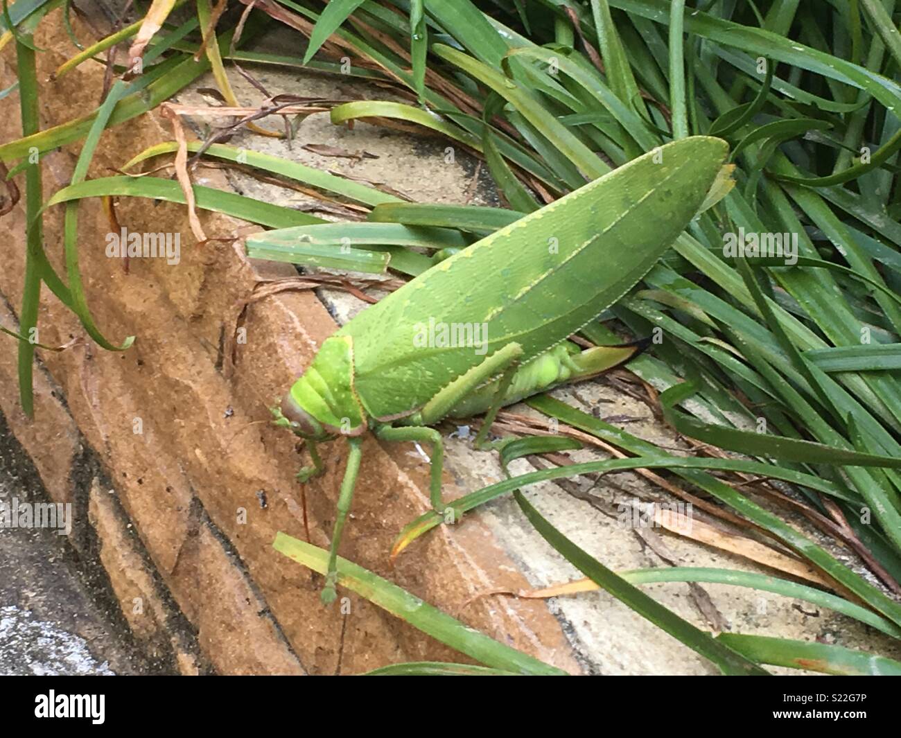 Grasshopper bug hi-res stock photography and images - Alamy