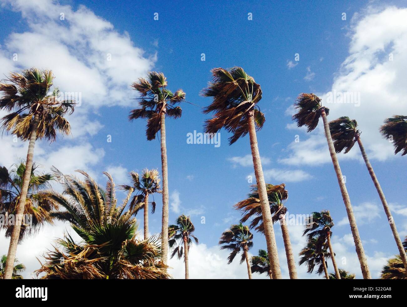 Dancing trees hi-res stock photography and images - Alamy