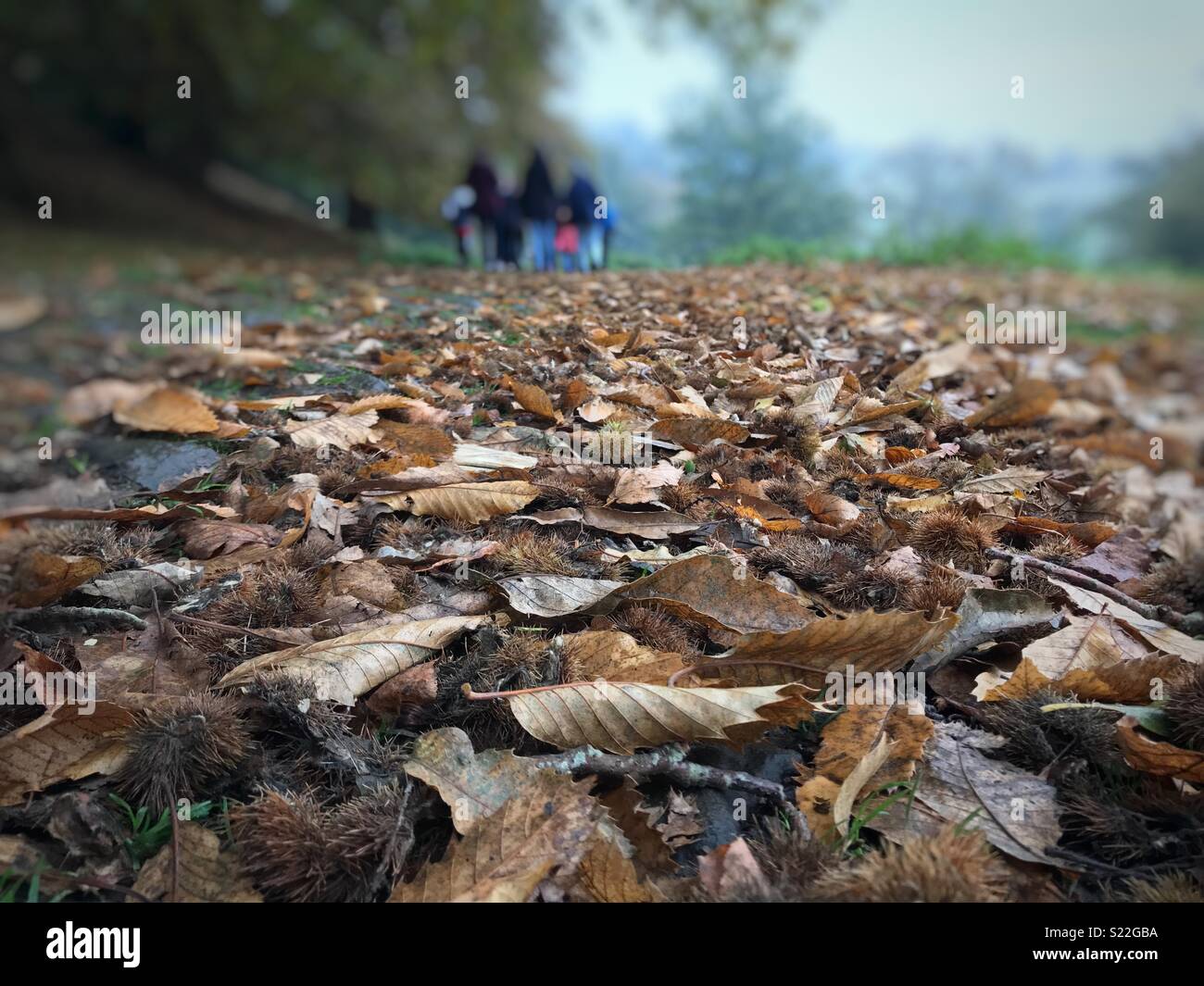 Walk with leaves hi-res stock photography and images - Alamy