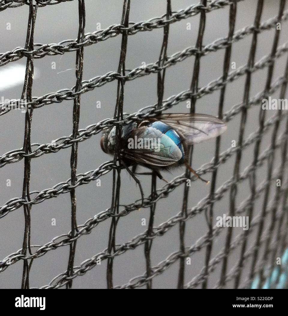 Bluebottle stuck in a net Stock Photo - Alamy