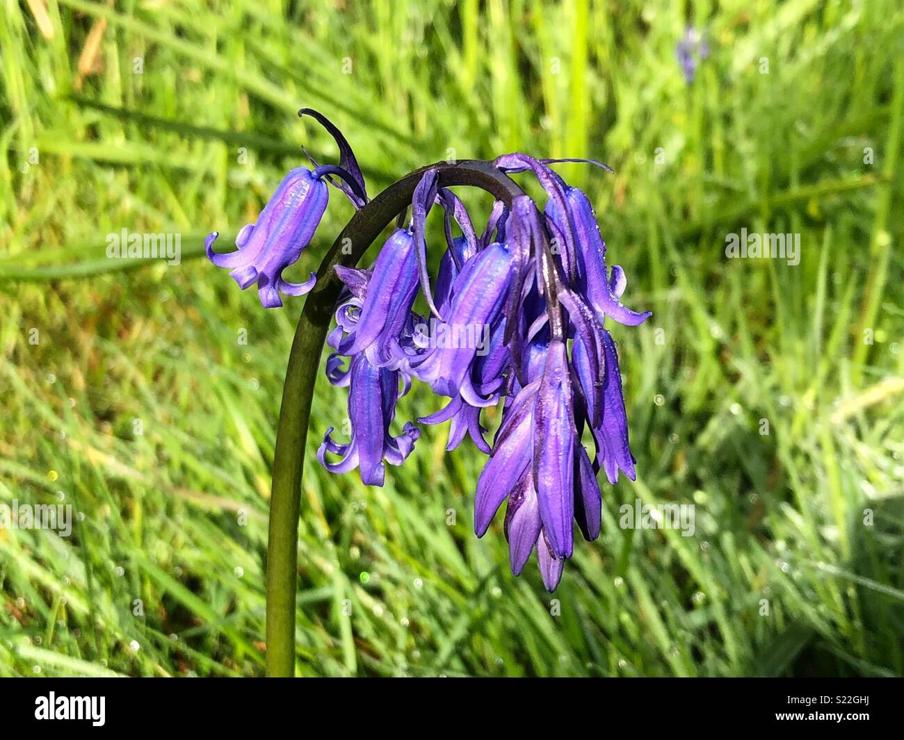English bluebells in woodland hi-res stock photography and images - Alamy