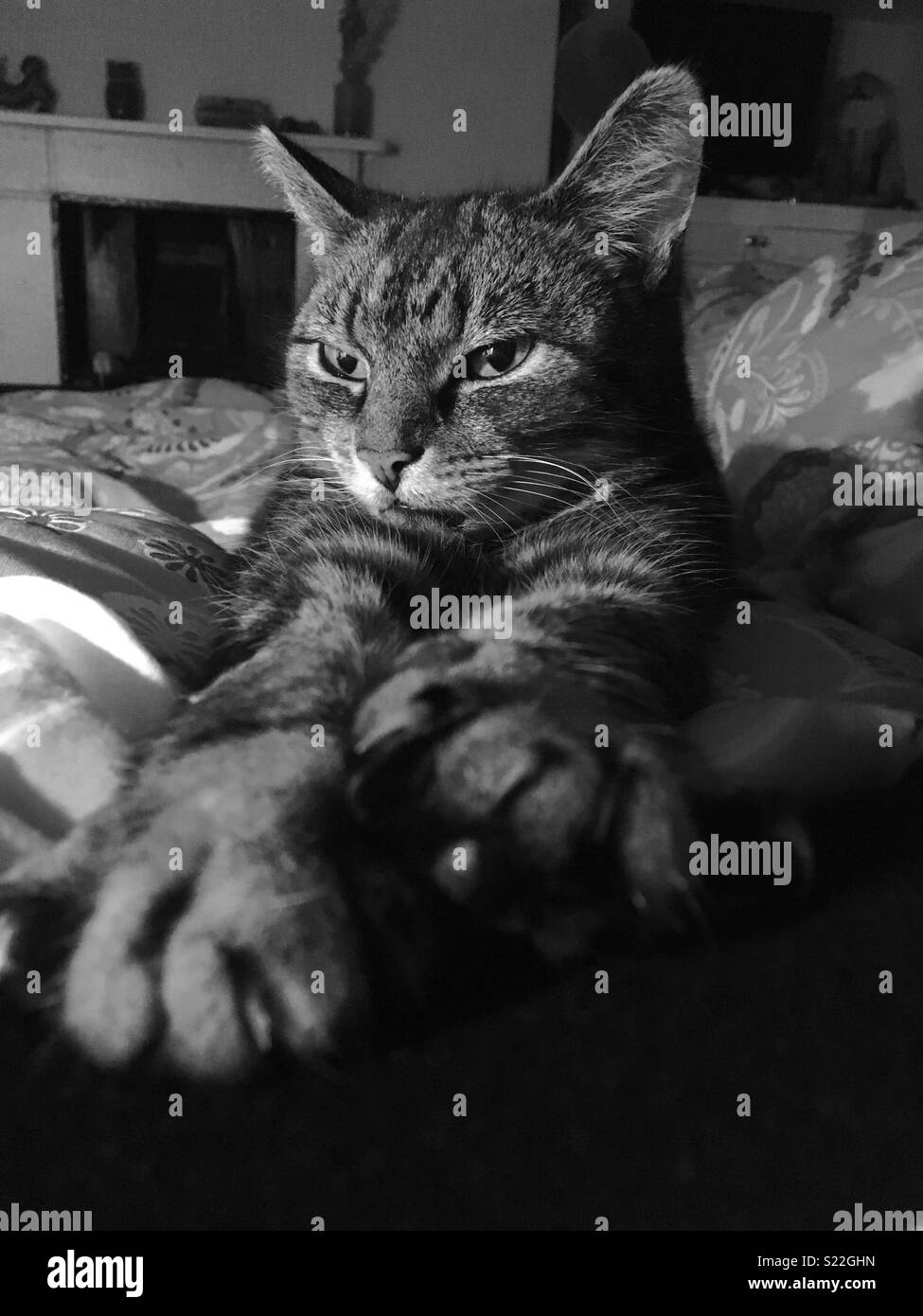 Lyla Cat at bedtime Stock Photo - Alamy