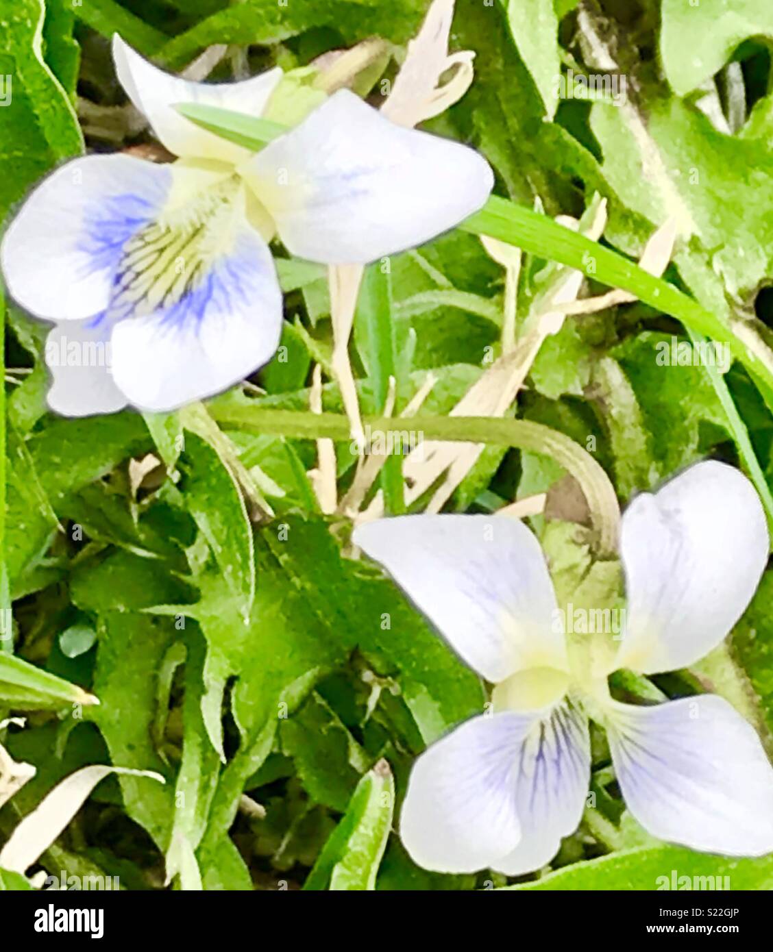 Violets and fresh green grass Stock Photo - Alamy