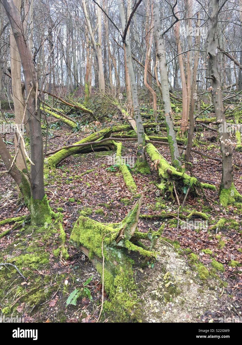 Friston Forest High Resolution Stock Photography and Images - Alamy