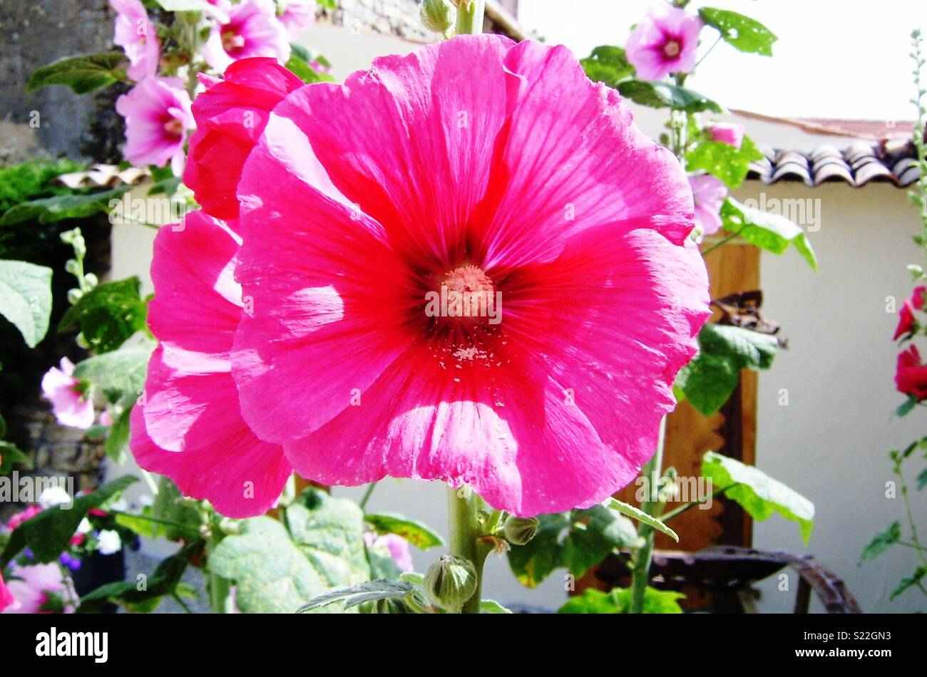 Big pink hollyhocks hi-res stock photography and images - Alamy