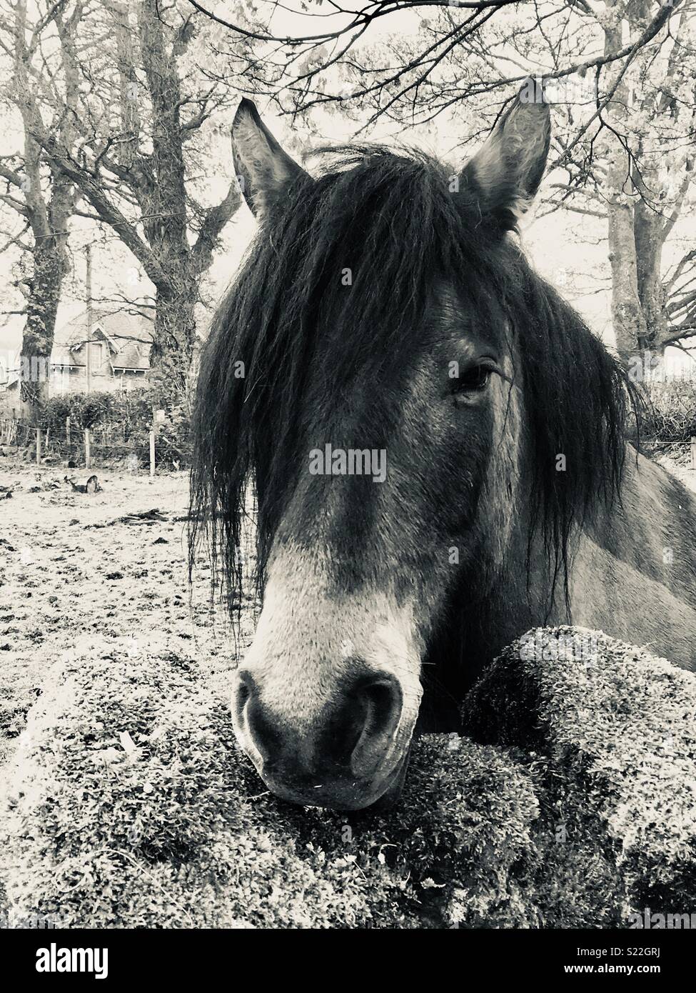 Scottish horse hi-res stock photography and images - Alamy
