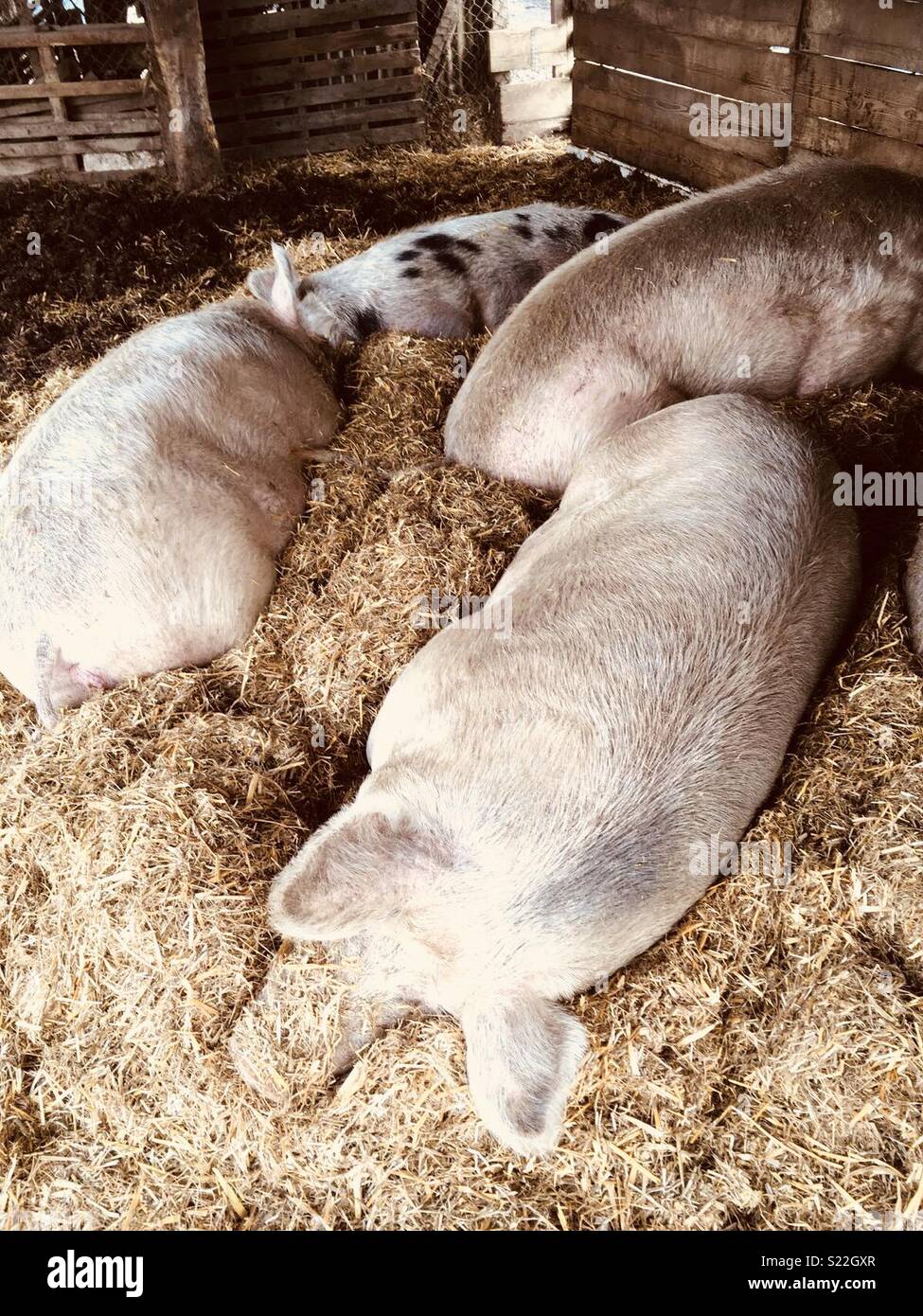 Four sleeping pigs on hay in a barn Stock Photo - Alamy