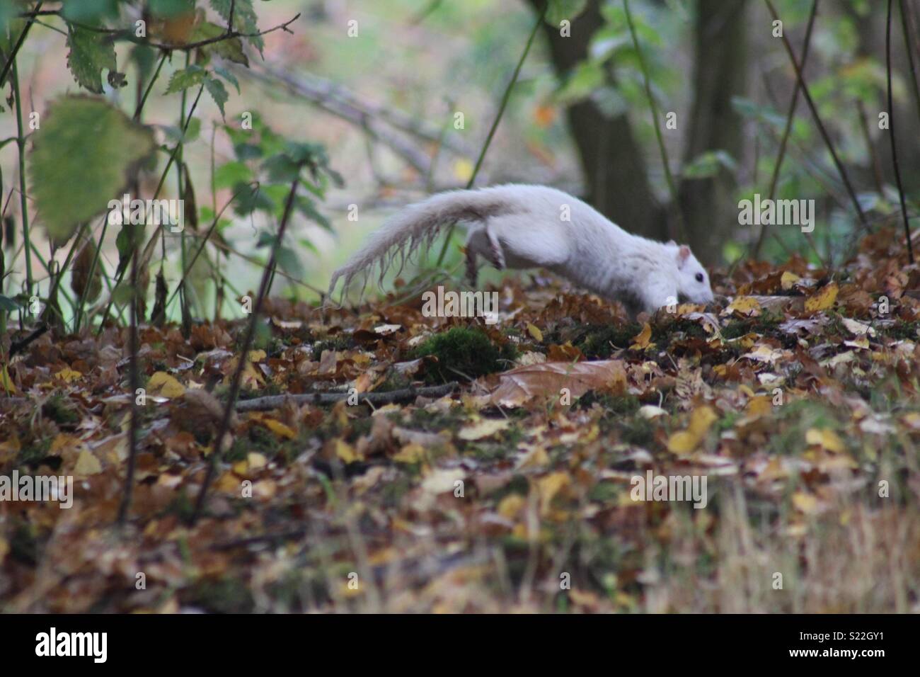 White squirrel hi-res stock photography and images - Alamy