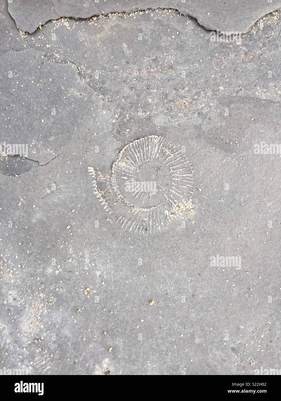 Fossil whitby hi-res stock photography and images - Alamy