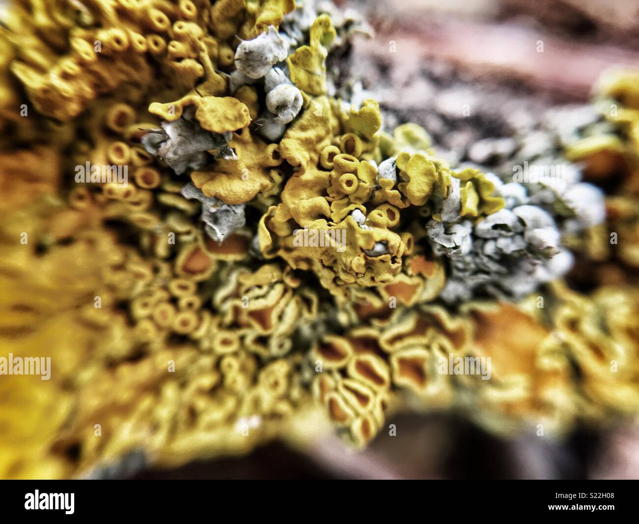 Yellow fungus macro Stock Photo - Alamy