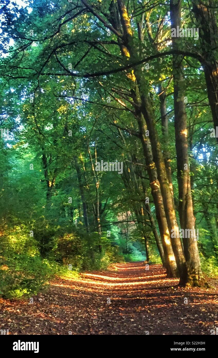 Leafy lane hi-res stock photography and images - Alamy