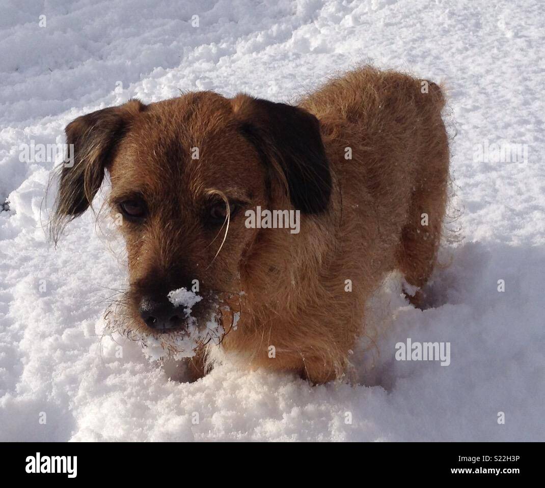 Dog with snowy nose Stock Photo - Alamy