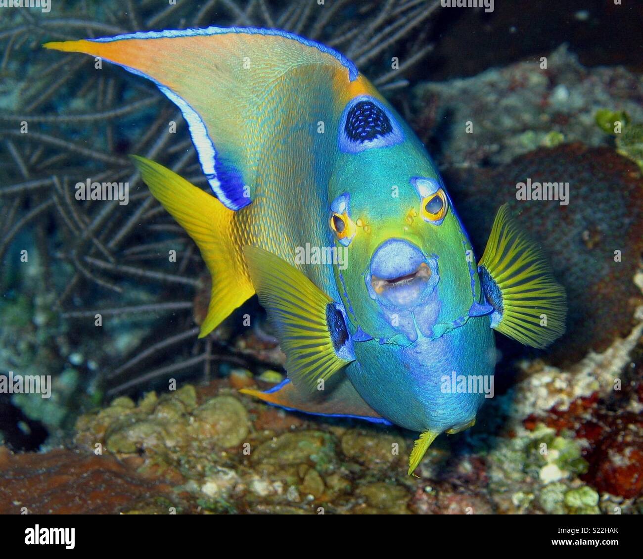 Queen angel hi-res stock photography and images - Alamy