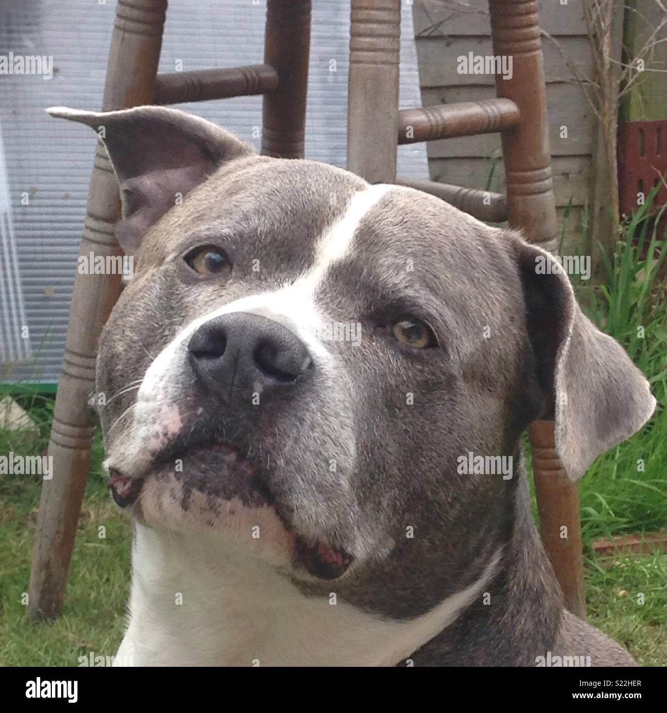 Doggie hi-res stock photography and images - Alamy