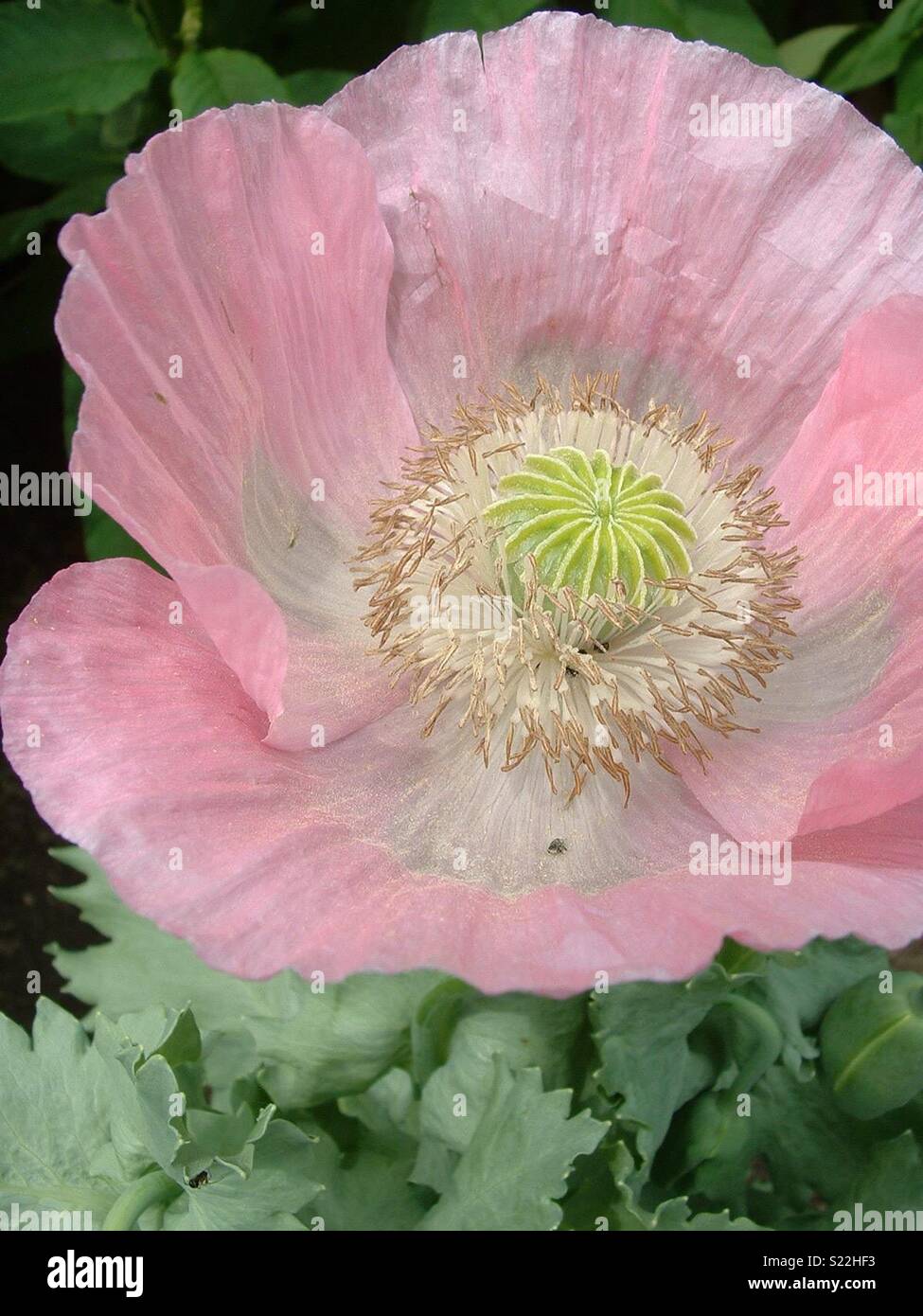 Pink and white poppy flower hi-res stock photography and images - Alamy