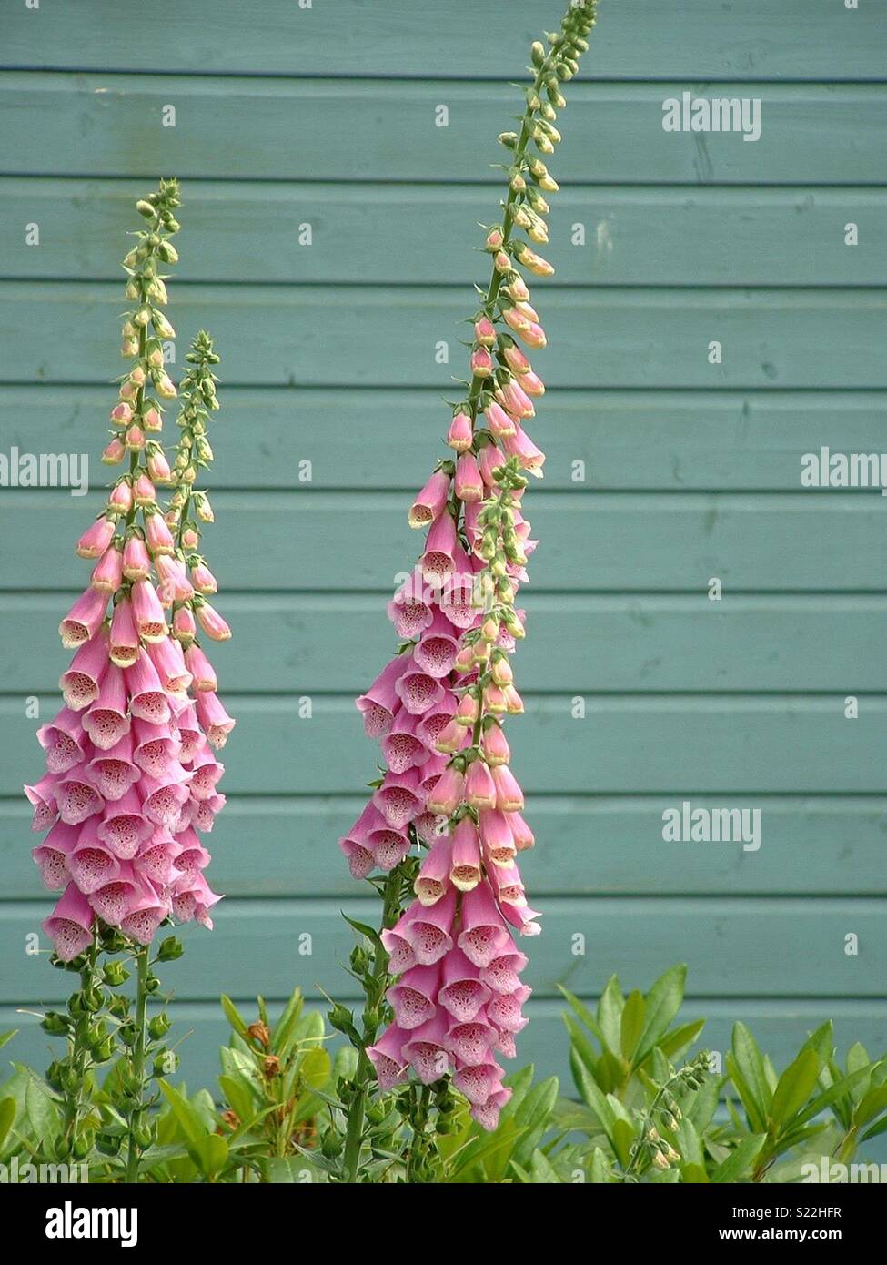 Blue foxgloves hi-res stock photography and images - Alamy