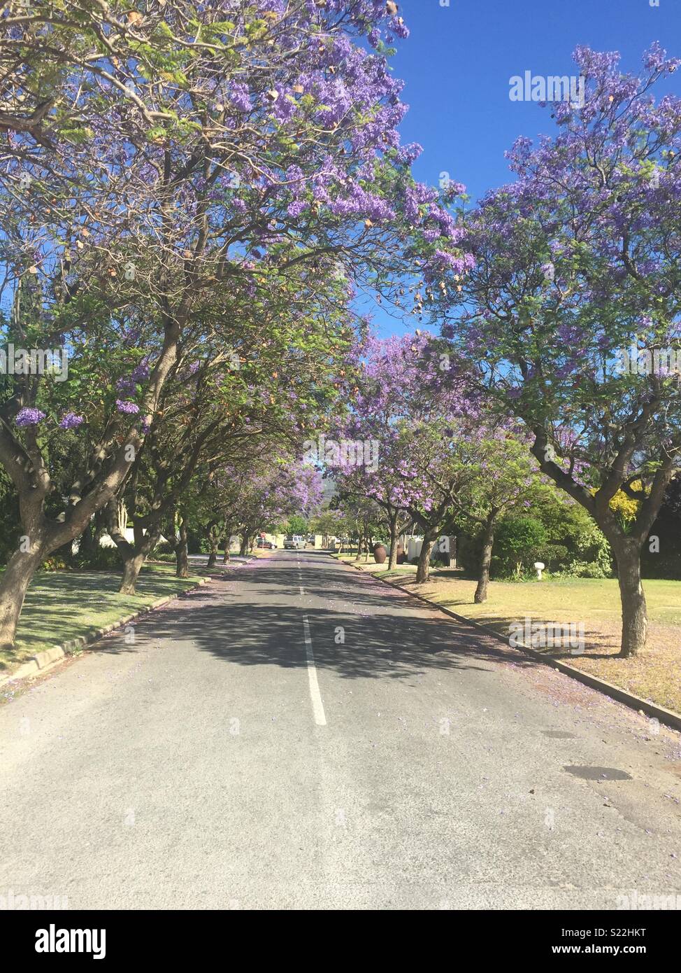 Road with trees Stock Photo - Alamy