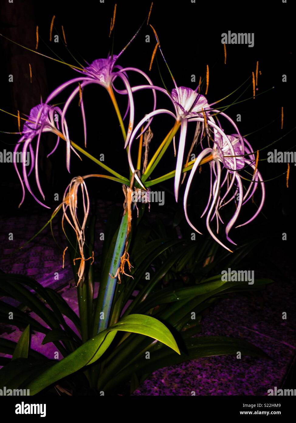 Asian flower hi-res stock photography and images - Alamy