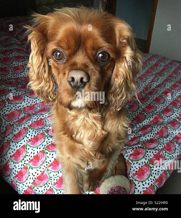 Ruby king hi-res stock photography and images - Alamy