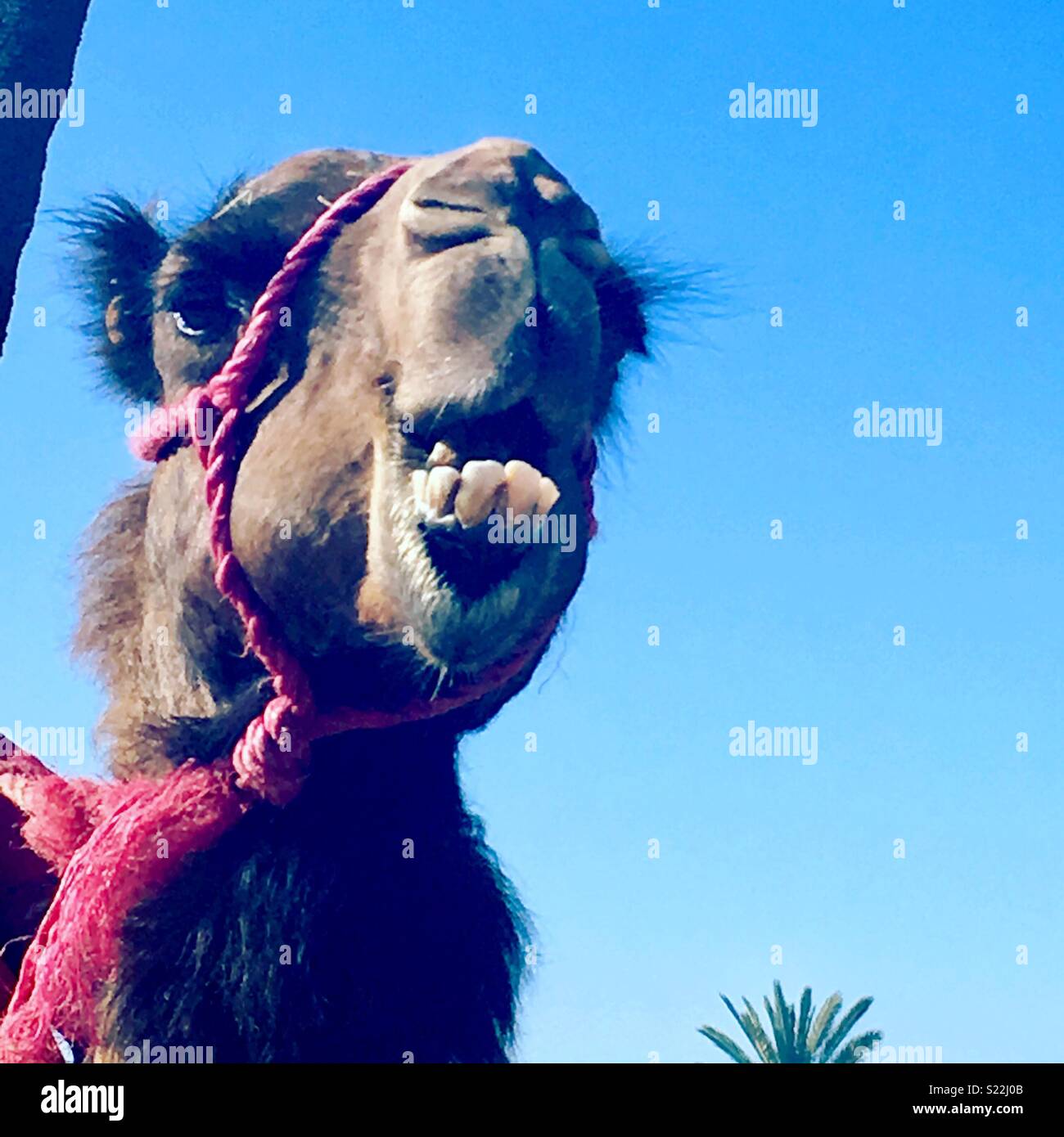 Camel lady hi-res stock photography and images - Alamy