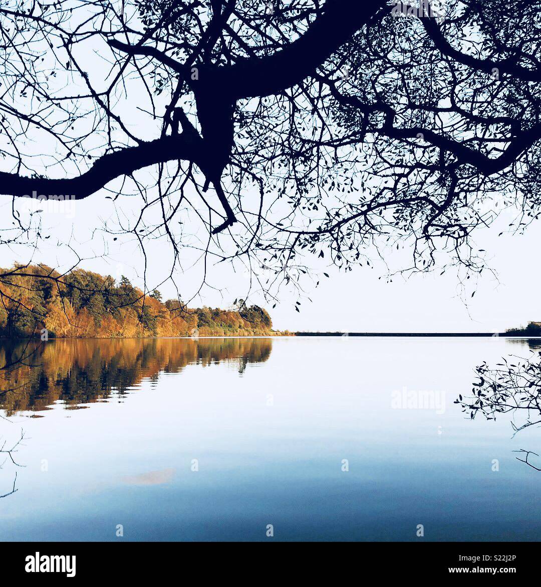 Branches water hi-res stock photography and images - Alamy