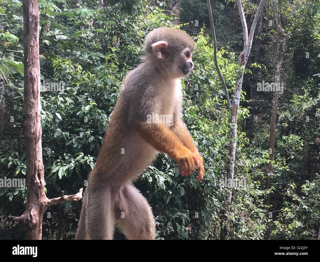 Amazon rainforest monkey hi-res stock photography and images - Alamy