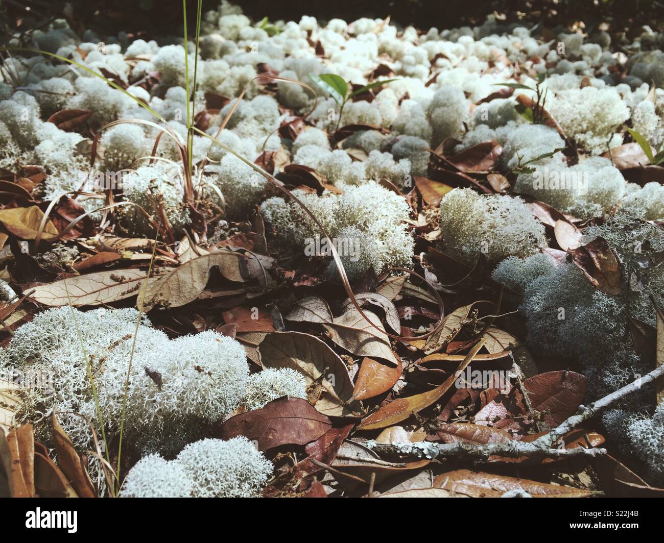 Deer moss hi-res stock photography and images - Alamy