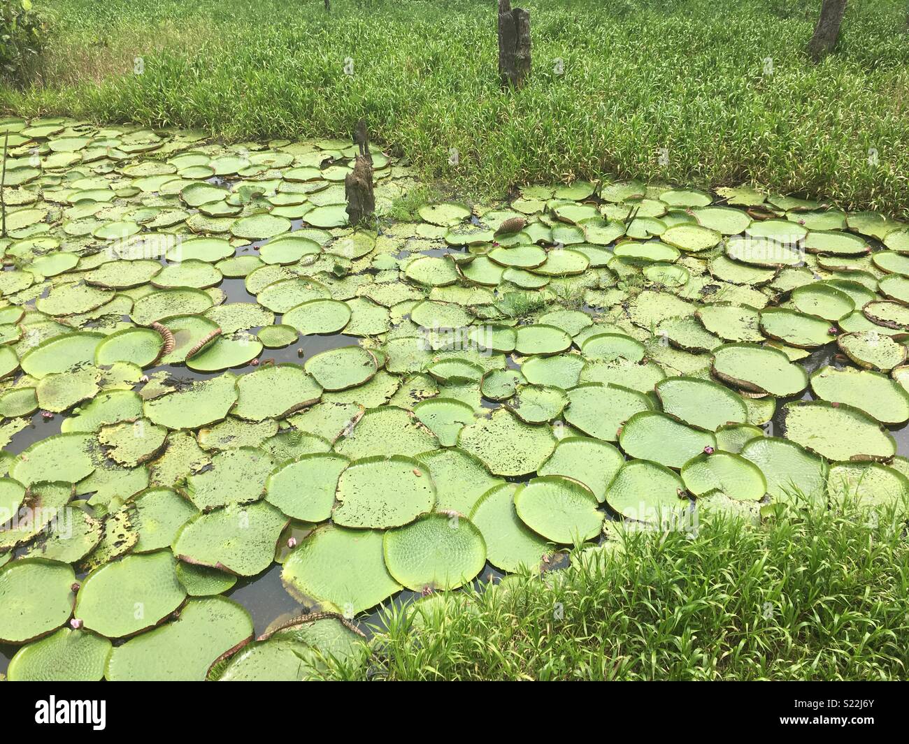 Amazon lily pads hi-res stock photography and images - Alamy