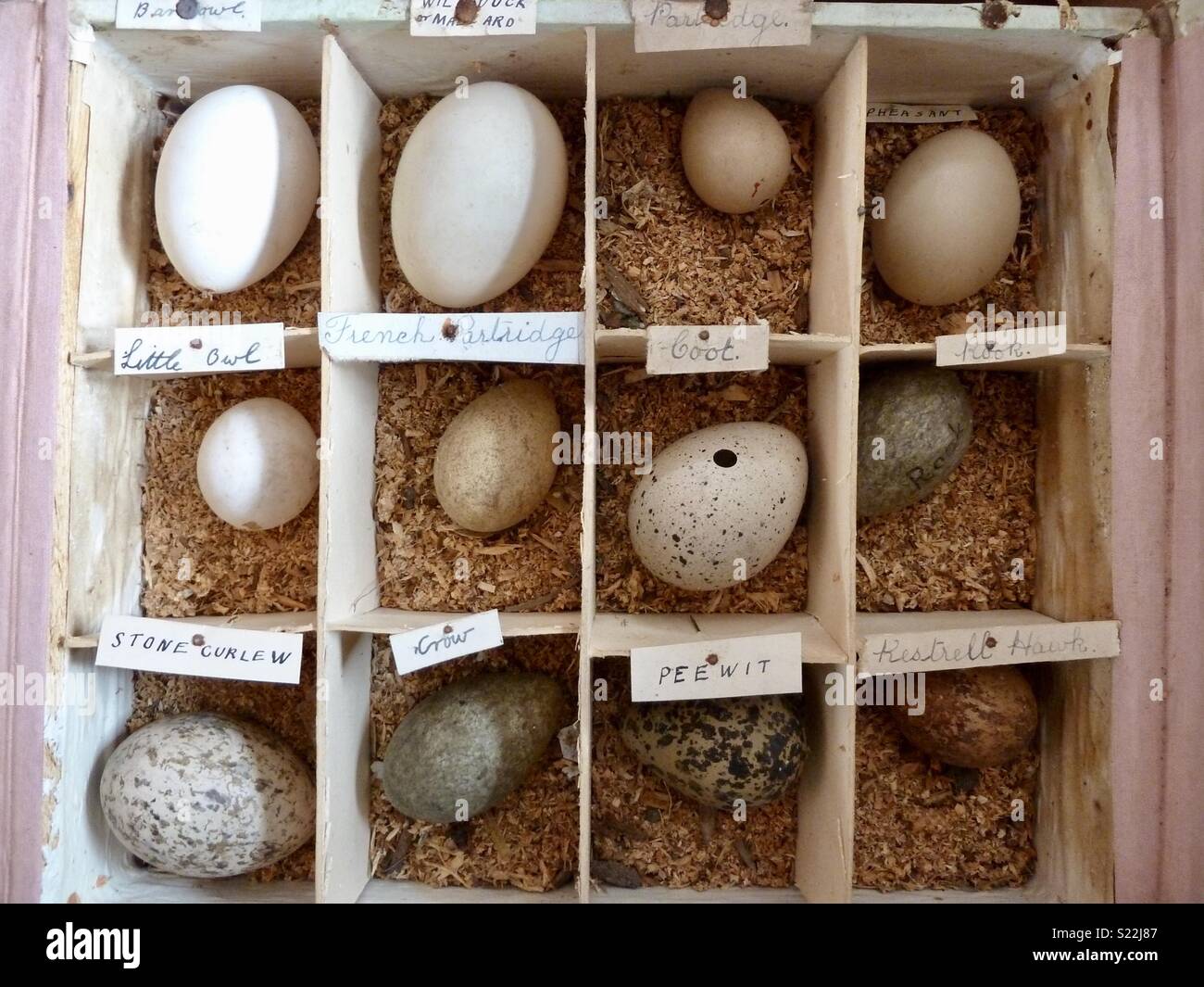 Vintage egg collection (circa 1920 Stock Photo - Alamy