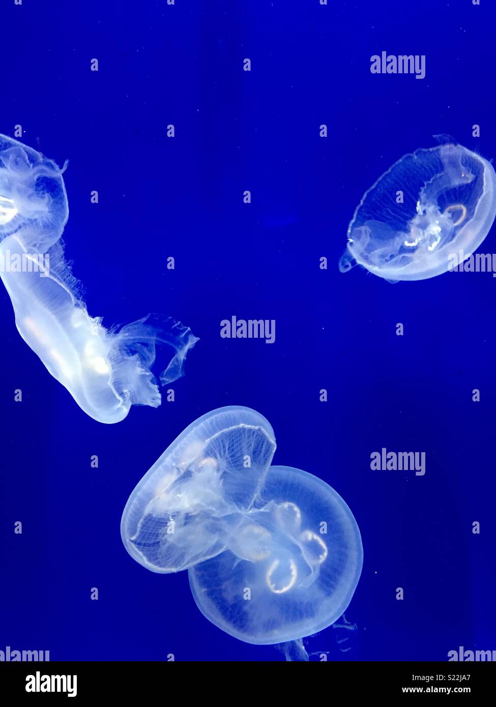 Vibrant live jellyfish photo Stock Photo - Alamy