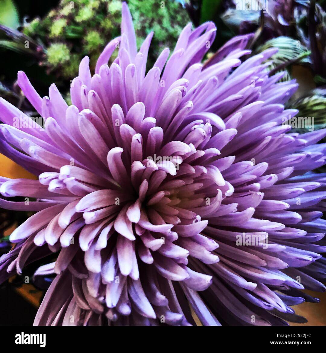 Purple Puff Flower Stock Photo - Alamy