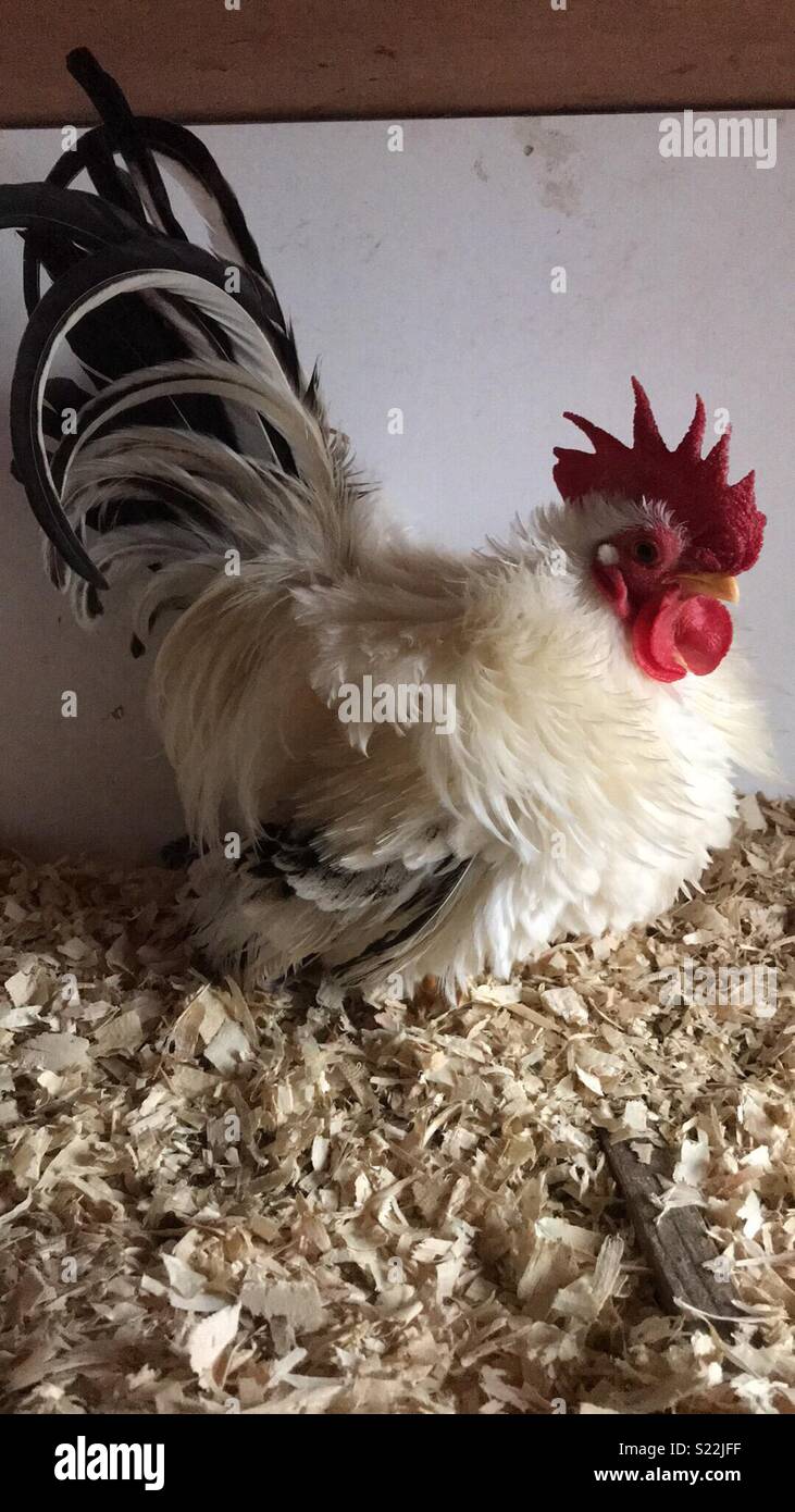 Black Tail Buff Japanese Bantam