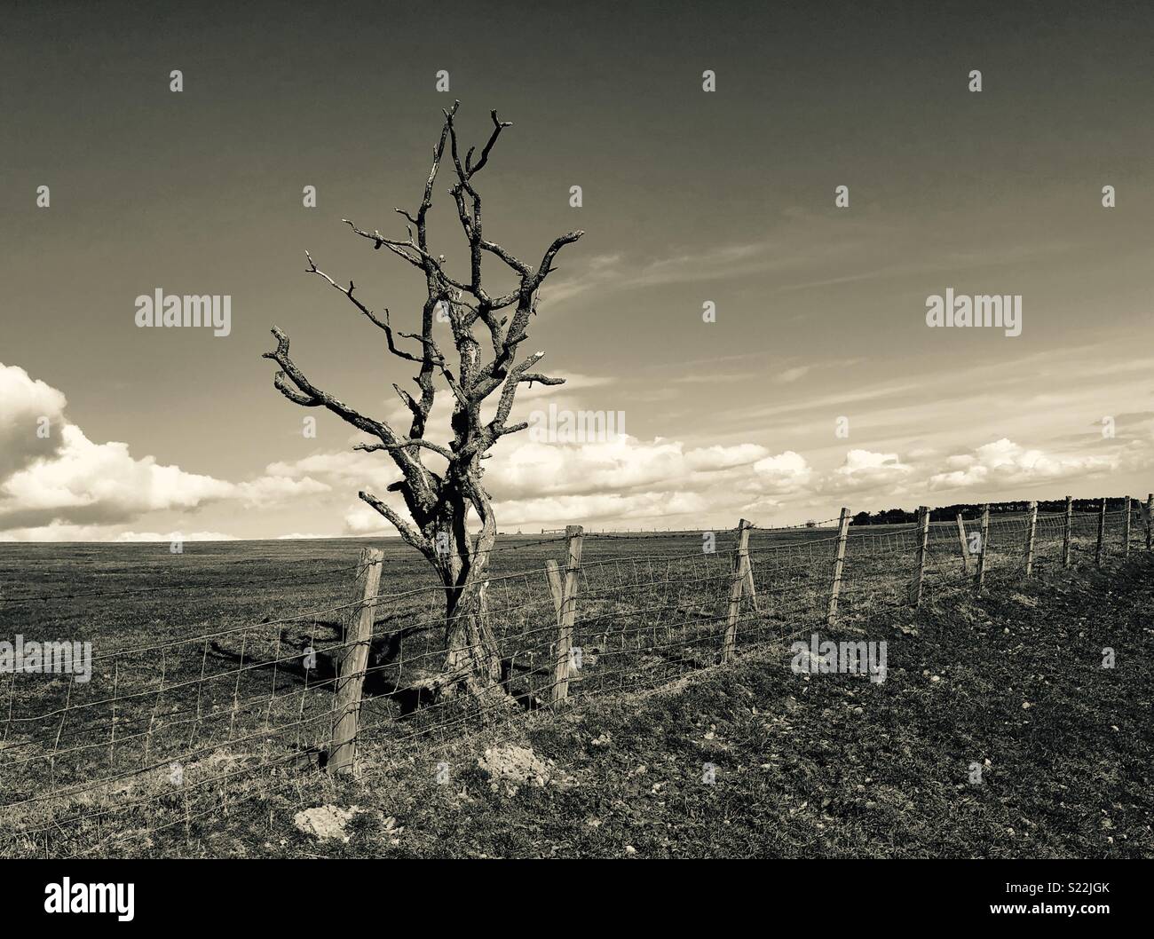 Dead tree still standing in the middle of a field Stock Photo - Alamy