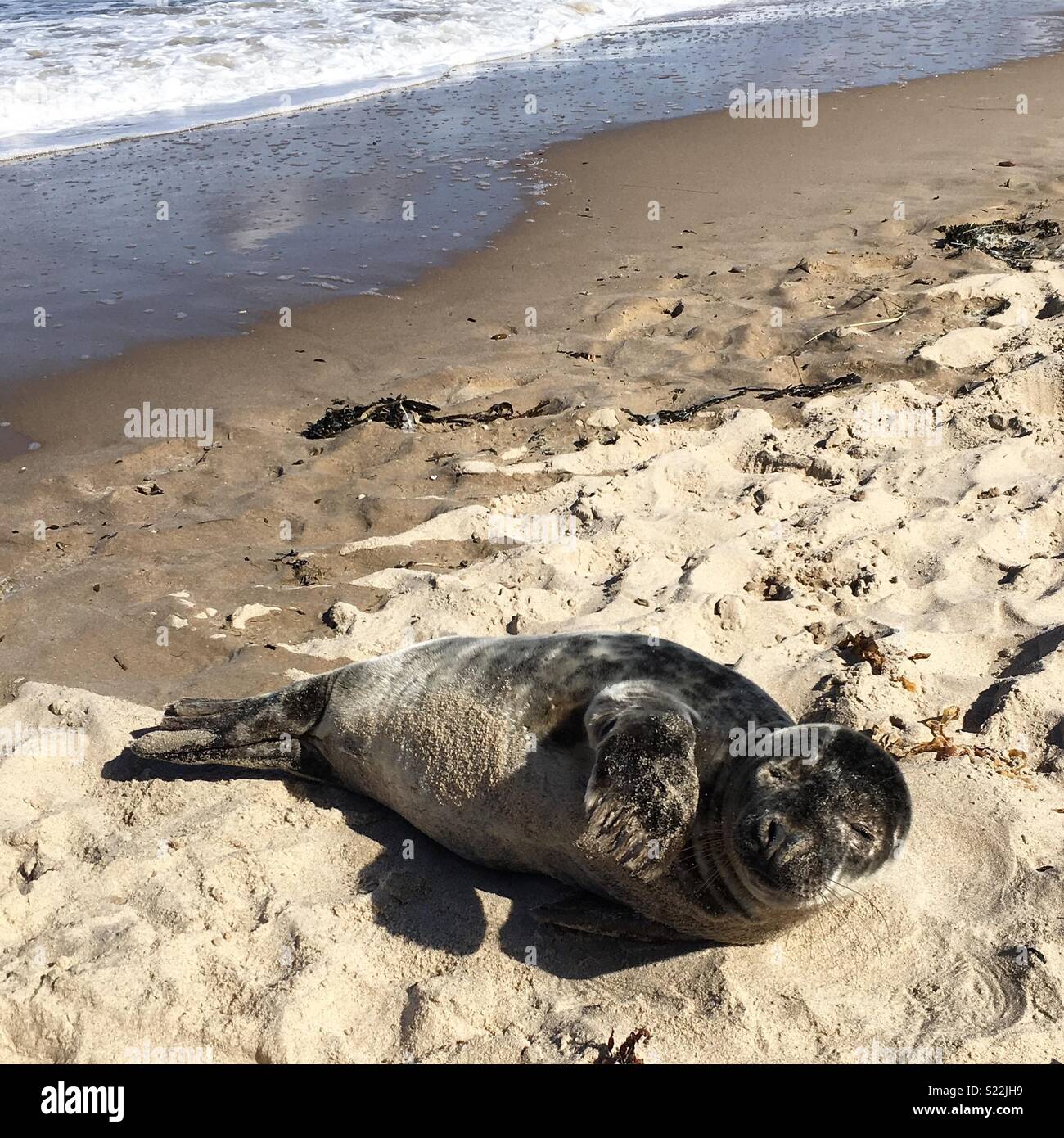 Seal pup resting on the beach Stock Photo - Alamy