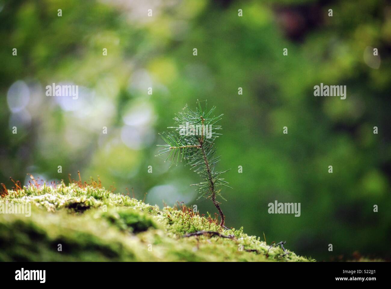 Baby pine and grass Stock Photo - Alamy