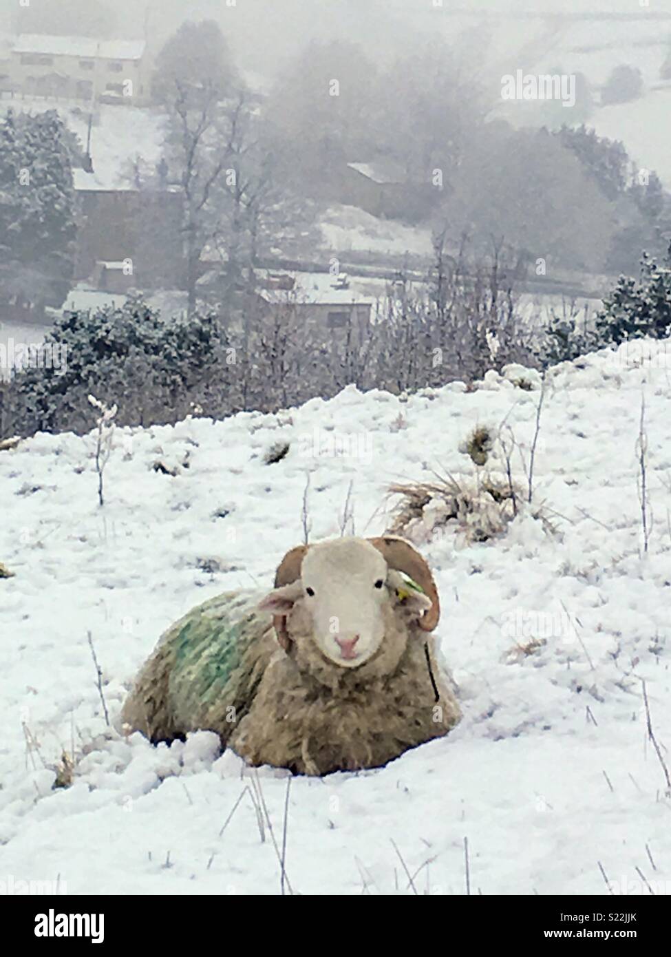 Snowy whitefaced woodland sheep in Yorkshire Stock Photo - Alamy