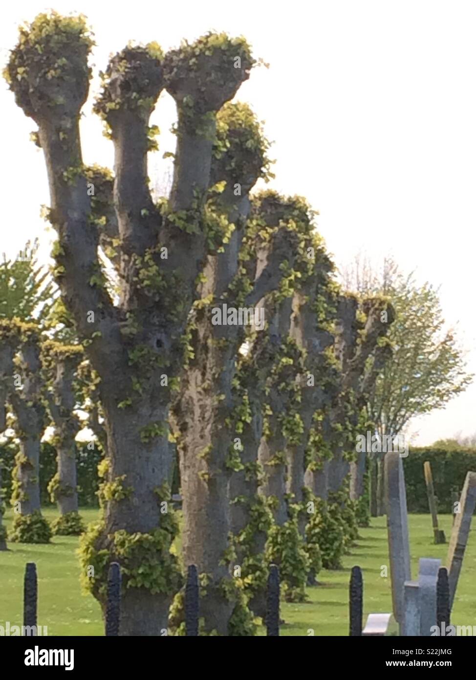 Strange trees hi-res stock photography and images - Alamy