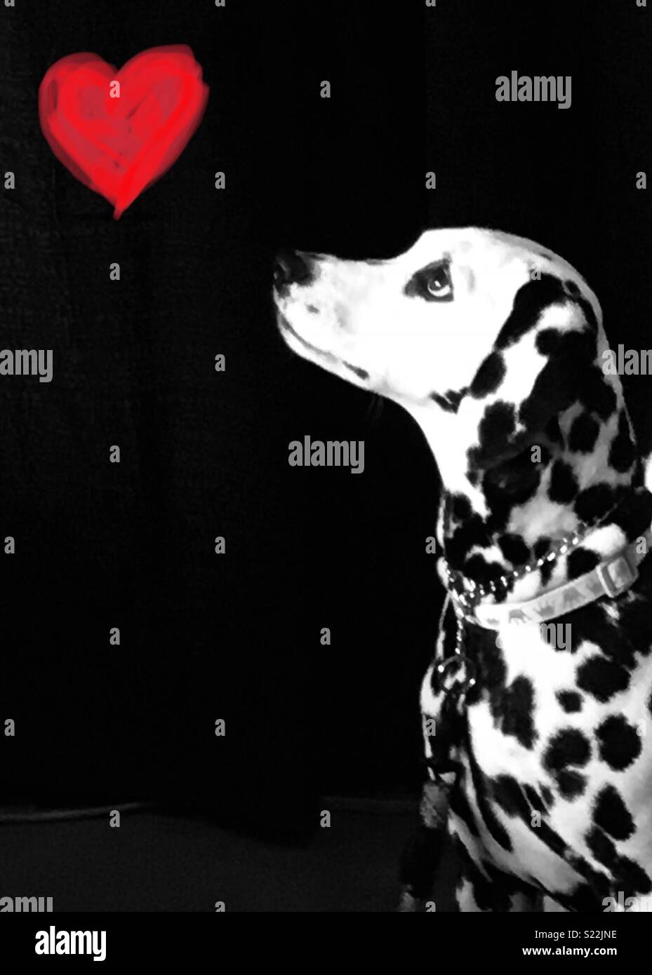 Black and white spotted Dalmation dog looking intently at red heart ...