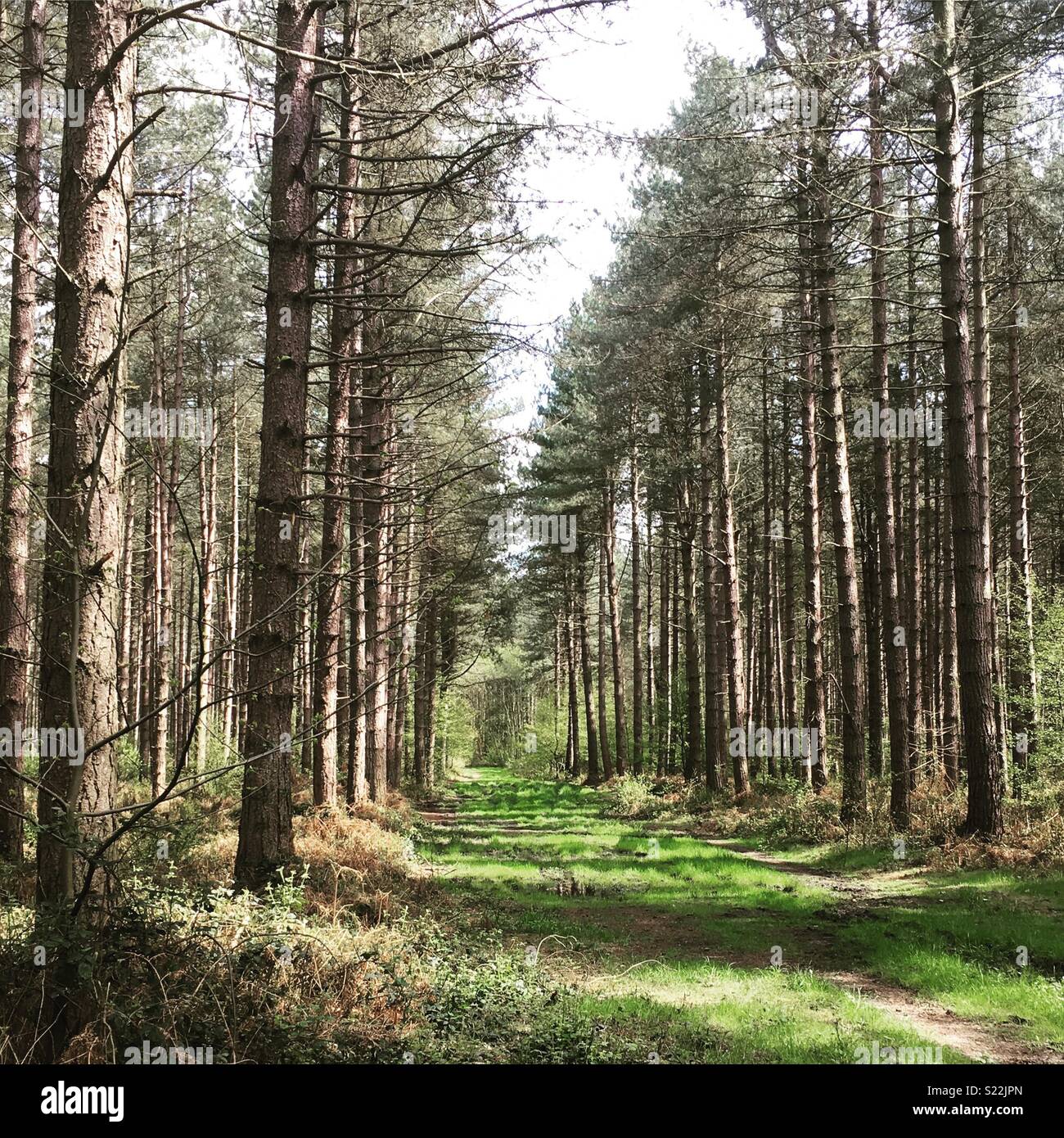 Trails trail running hi-res stock photography and images - Alamy